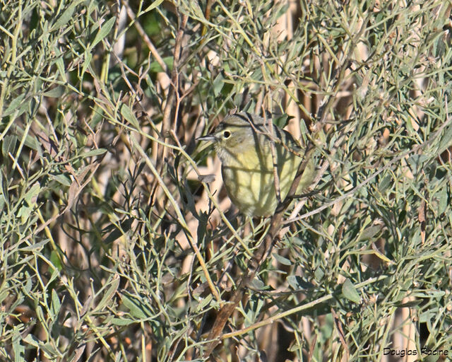 Orange-crowned Warbler