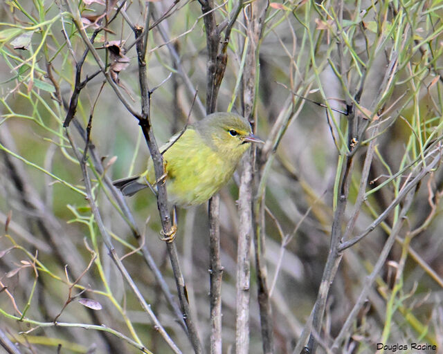 Orange-crowned Warbler