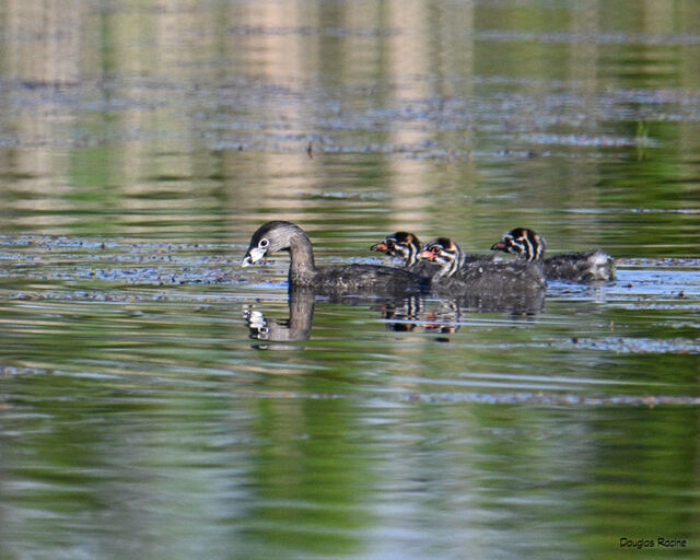 Pied-billed Grebe