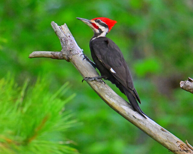 Pileated Woodpecker