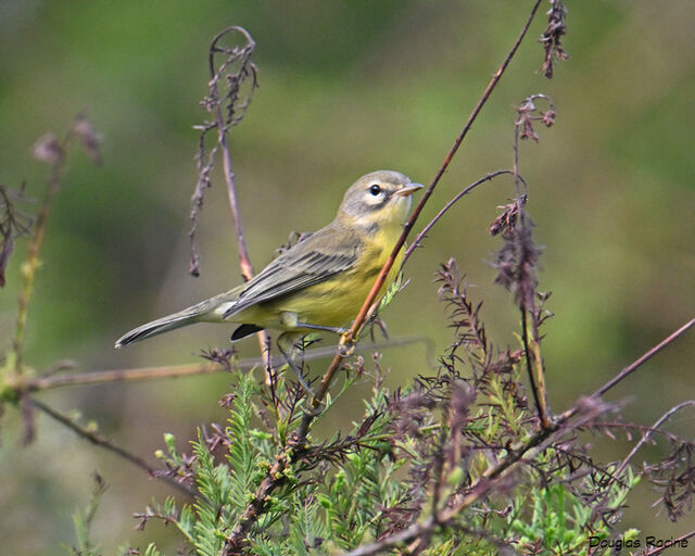 Prairie Warbler
