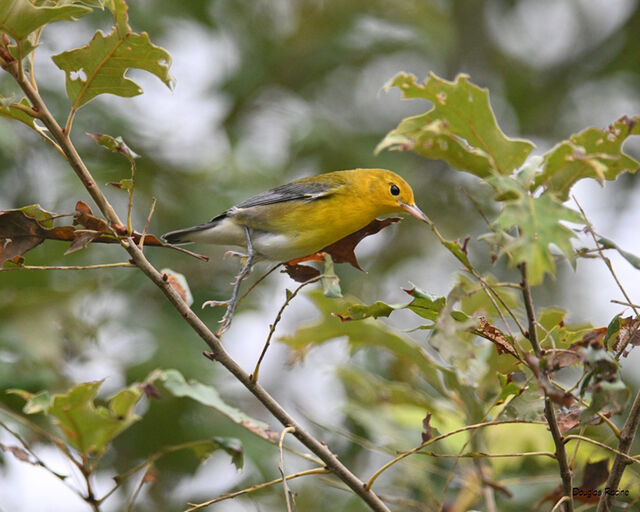 Prothonotary Warbler