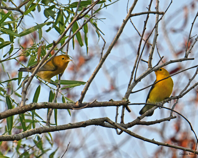 Prothonotary Warbler
