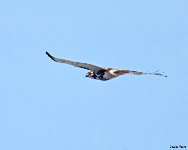Red-tailed Hawk