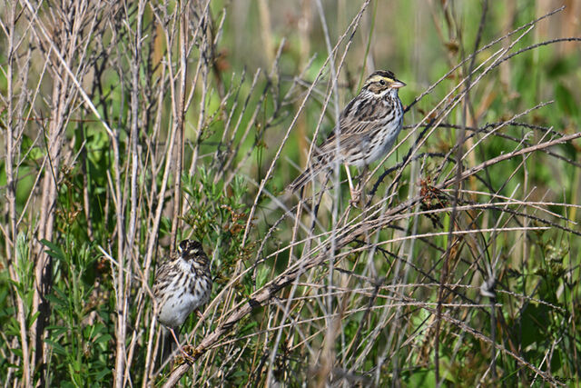 Savannah Sparrow