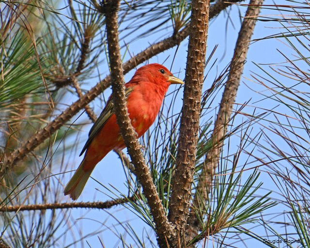 Summer Tanager