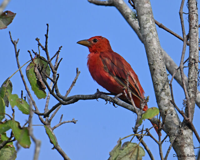 Summer Tanager
