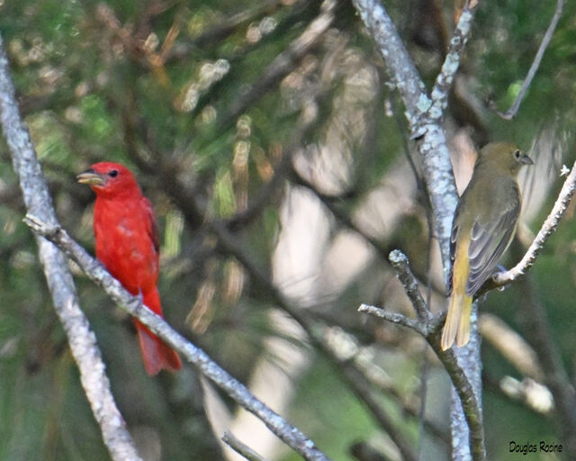 Summer Tanager