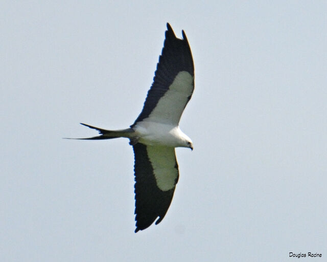 Swallow-tailed Kite