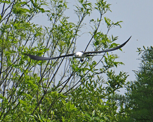 Swallow-tailed Kite