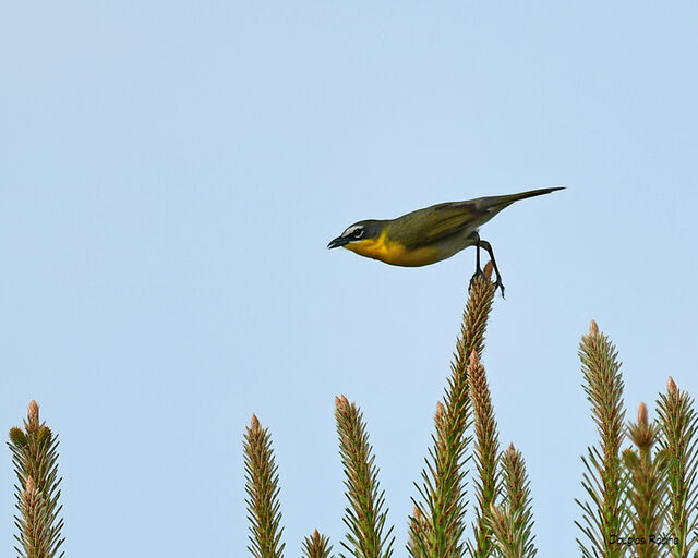 Yellow-breasted Chat