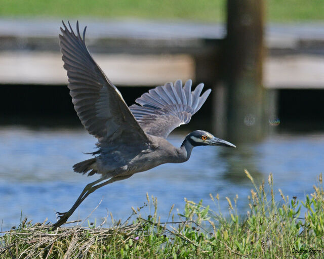 Yellow-crowned Night-Heron