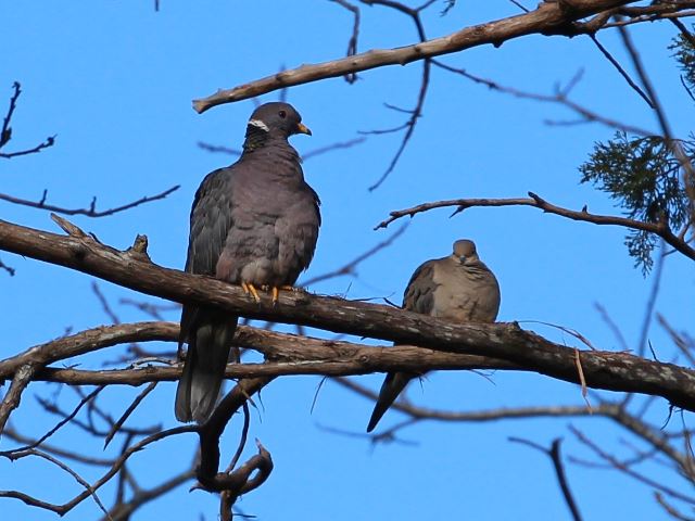 Band-tailed Pigeon