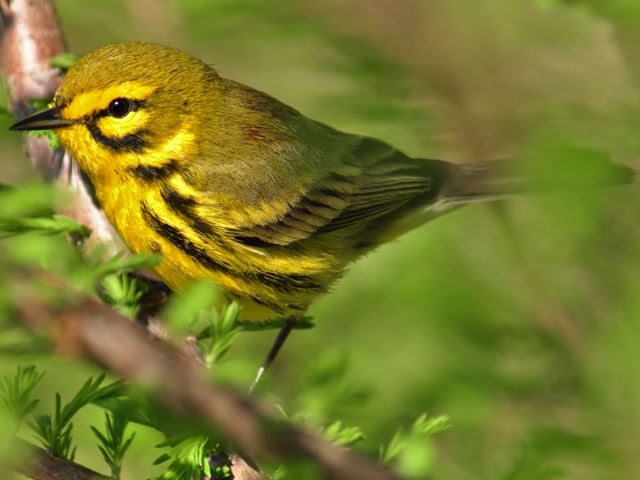 Prairie Warbler