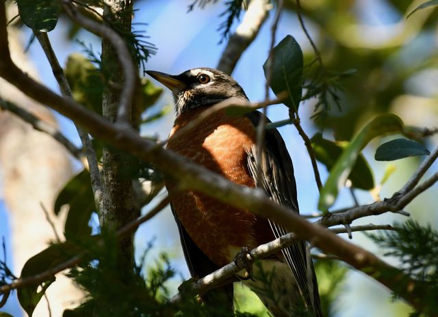 American Robin