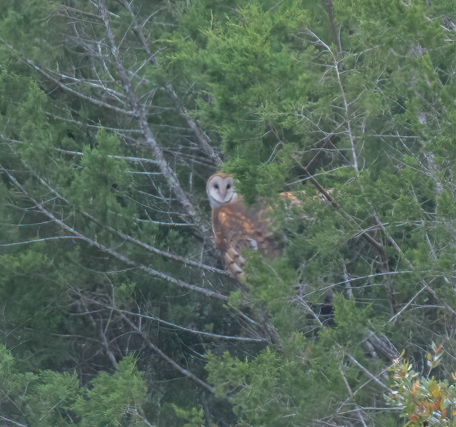 American Barn Owl