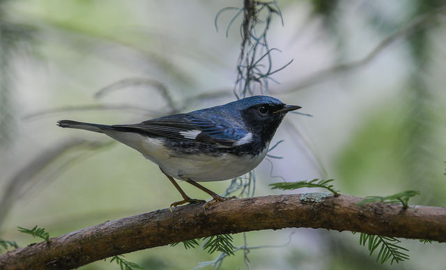 Black-throated Blue Warbler