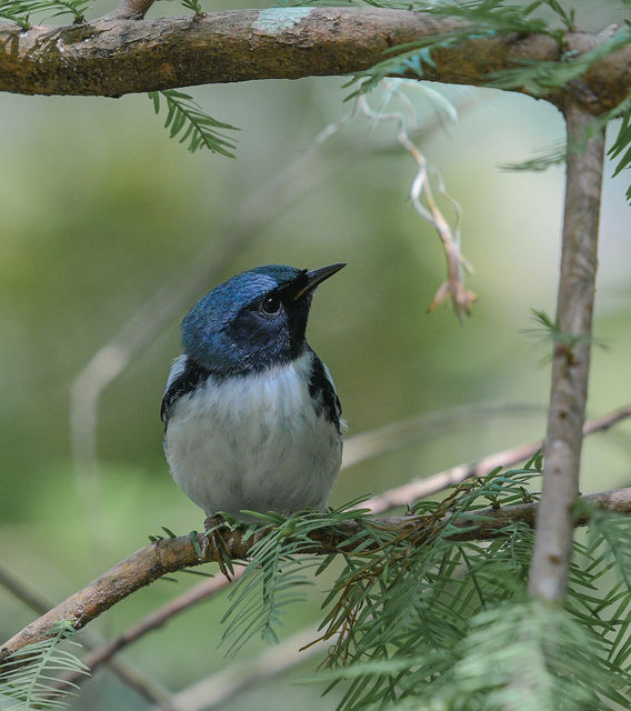 Black-throated Blue Warbler