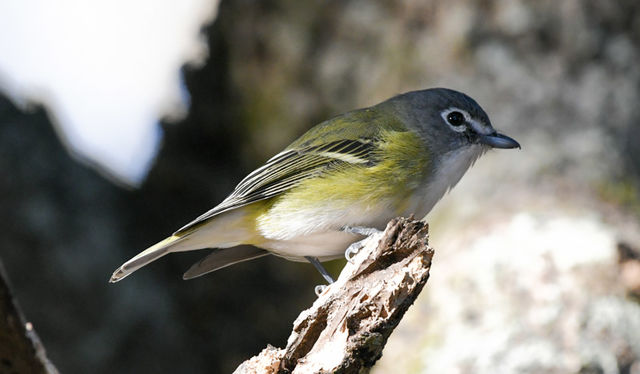 Blue-headed Vireo