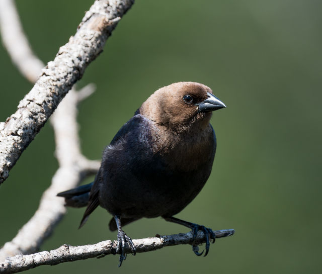 Brown-headed Cowbird