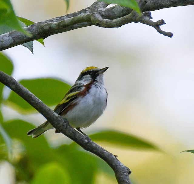Chestnut-sided Warbler