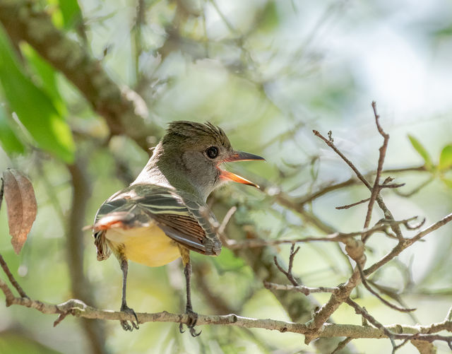 Great Crested Flycatcher