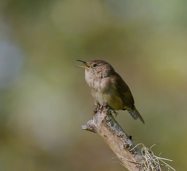 Northern House Wren