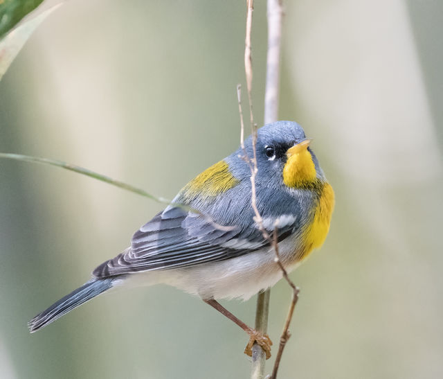 Northern Parula