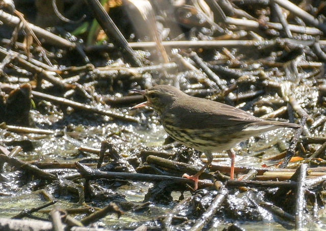 Northern Waterthrush
