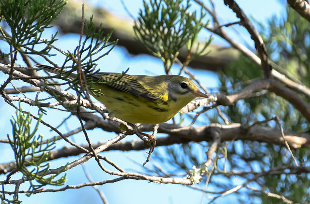 Prairie Warbler