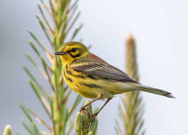 Prairie Warbler