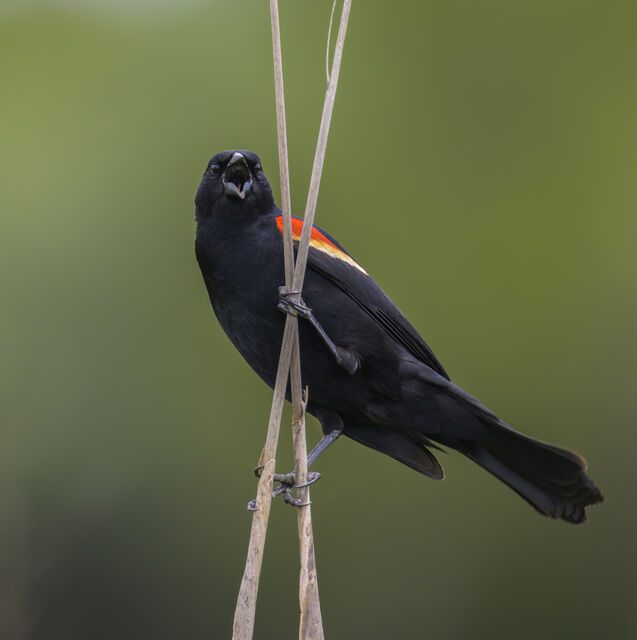 Red-winged Blackbird