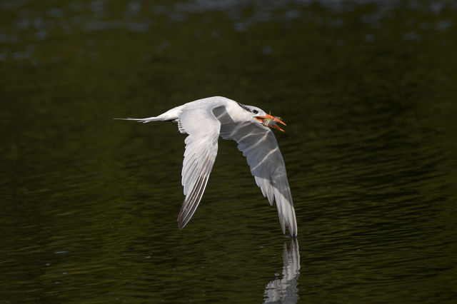 Royal Tern