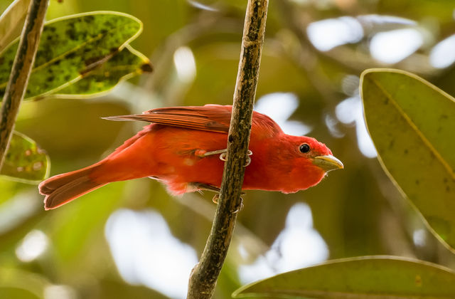 Summer Tanager