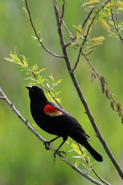 Red-winged Blackbird