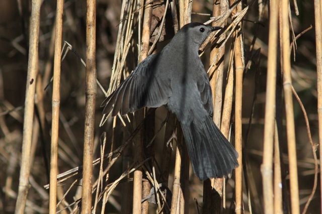 Gray Catbird