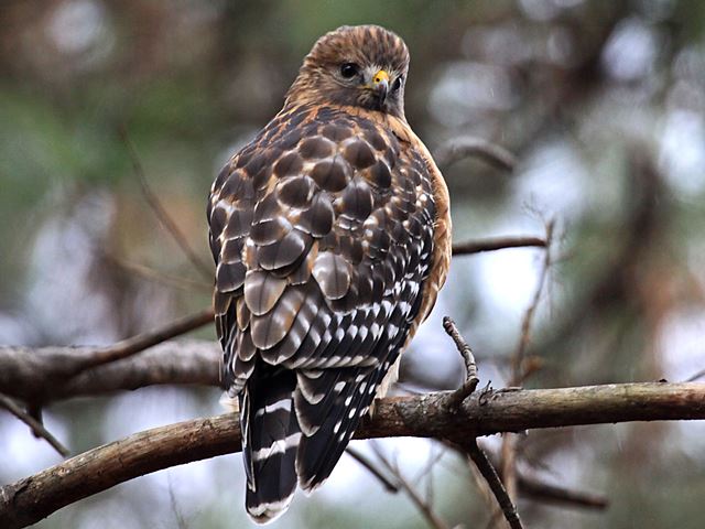 Red-shouldered Hawk