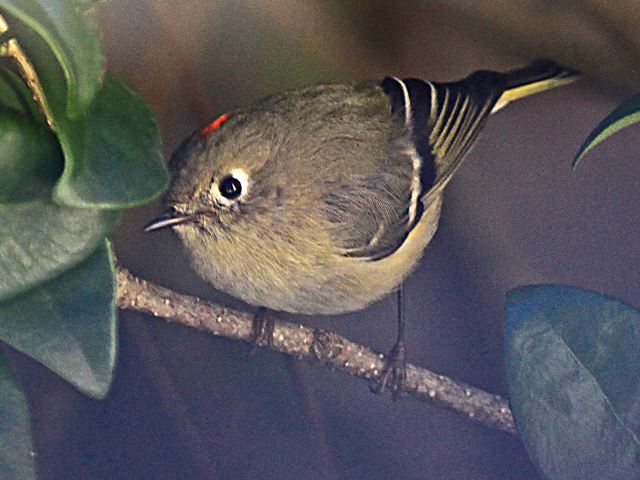 Ruby-crowned Kinglet