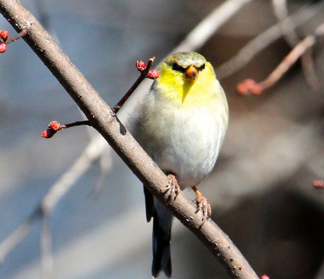 American Goldfinch