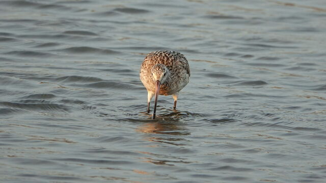 Bar-tailed Godwit