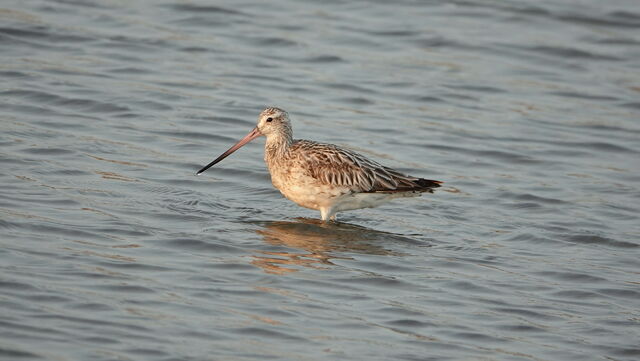 Bar-tailed Godwit