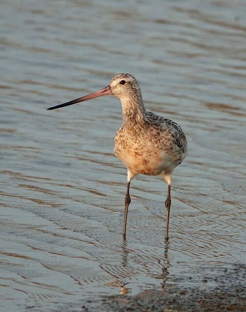 Bar-tailed Godwit