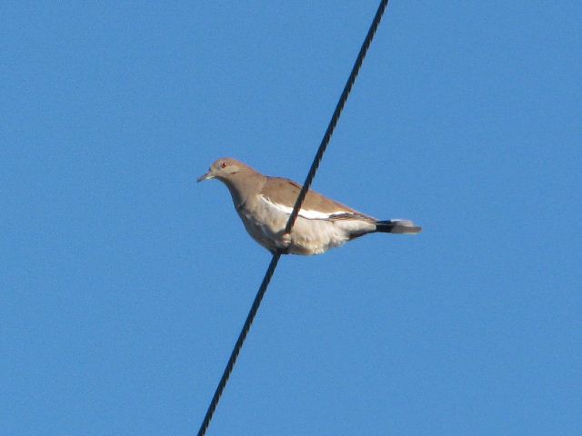 White-winged Dove