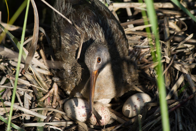 Clapper Rail