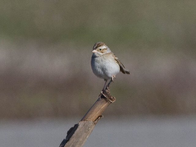 Clay-colored Sparrow
