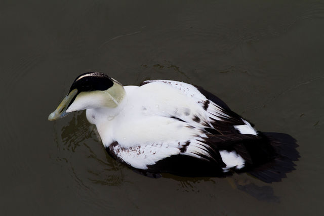 Common Eider