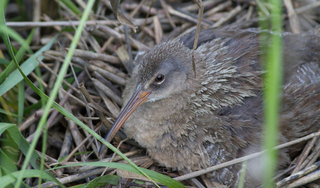 Clapper Rail