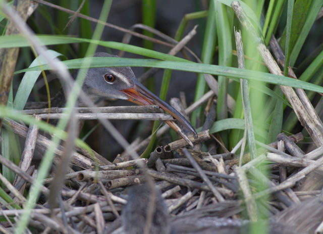 Clapper Rail