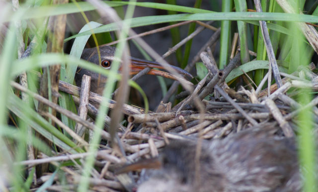 Clapper Rail