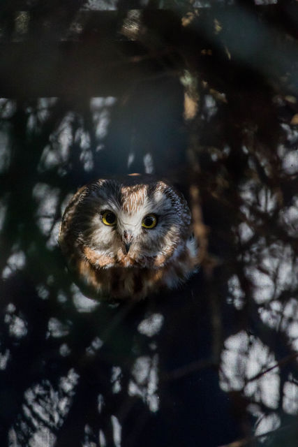Northern Saw-whet Owl